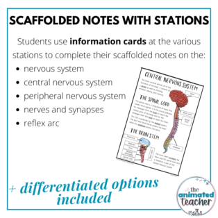 Nervous System Activities Bundle - The Animated Teacher
