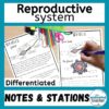 The Reproductive System Worksheet Stations