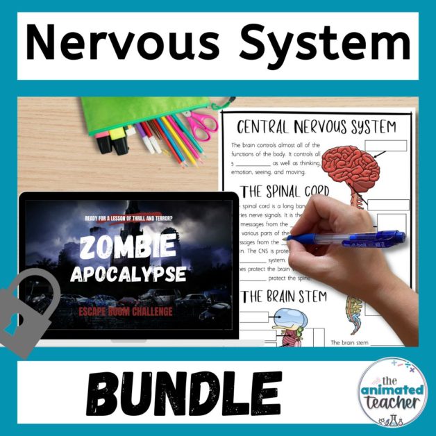 Nervous System Activities Bundle - The Animated Teacher