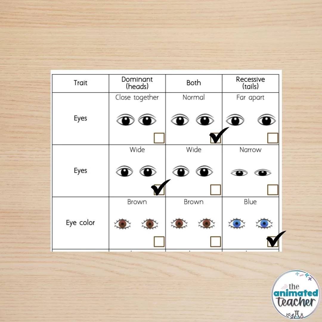 Fun introduction to genetics activity genetic traits
